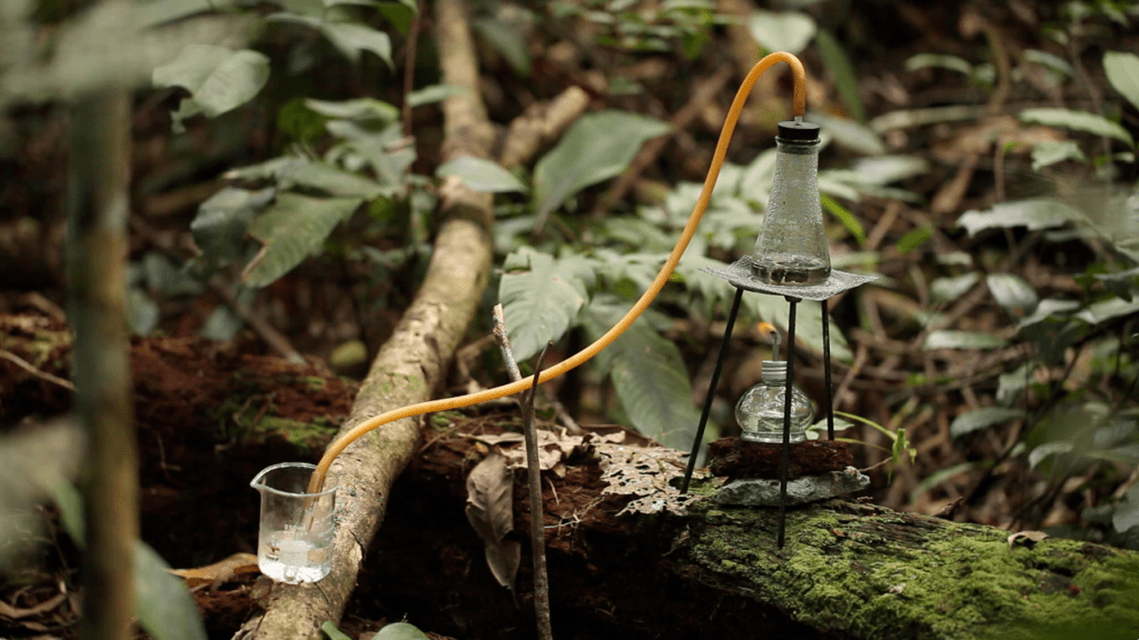 Experiments in Nature: Jungle Experiments in the Amazon | Catherine ...